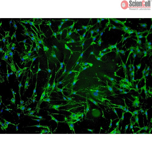 Sciencell Human Primary Hair Cells - Team Medical & Scientific Sdn Bhd